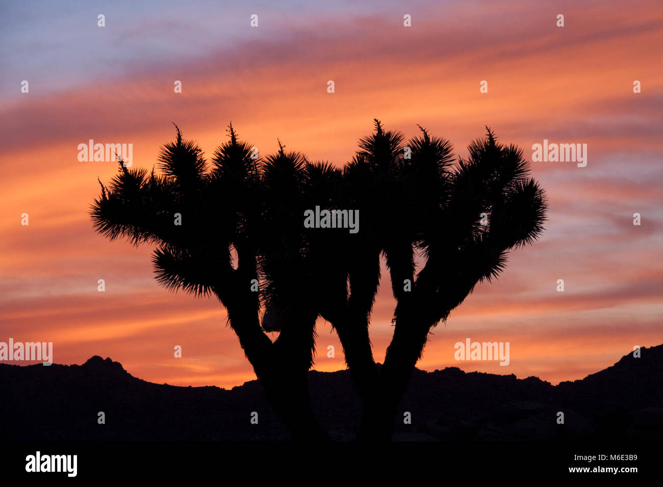 Joshua tree at sunset Stock Photo - Alamy