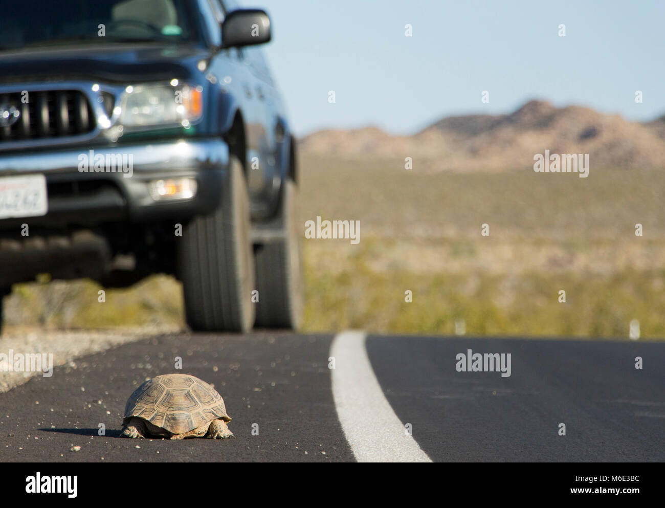 Desert tortoise (Gopherus agassizii); crossing roadway Stock Photo - Alamy