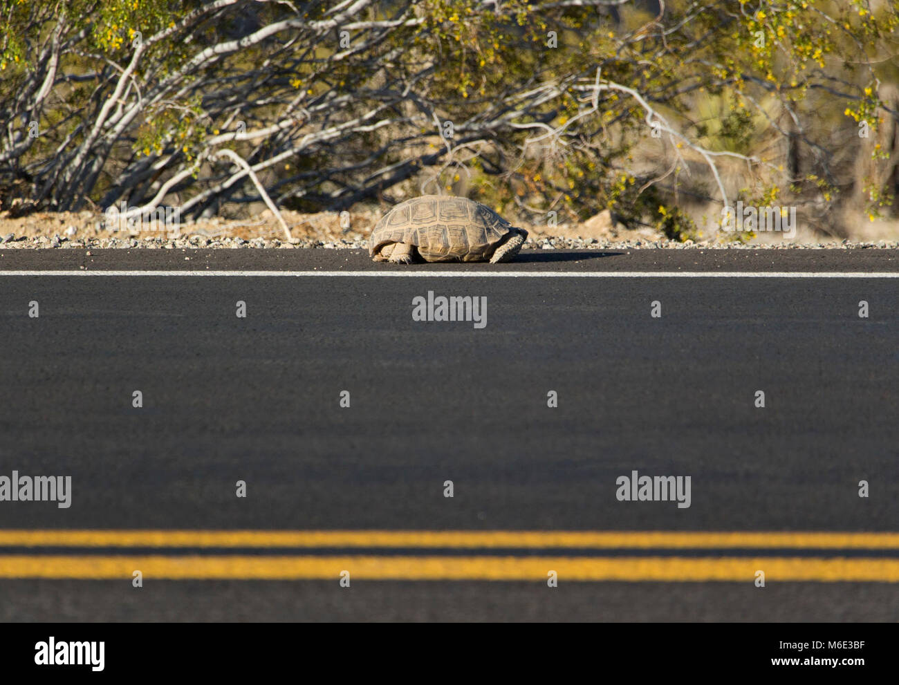 Desert tortoise (Gopherus agassizii); crossing roadway Stock Photo - Alamy