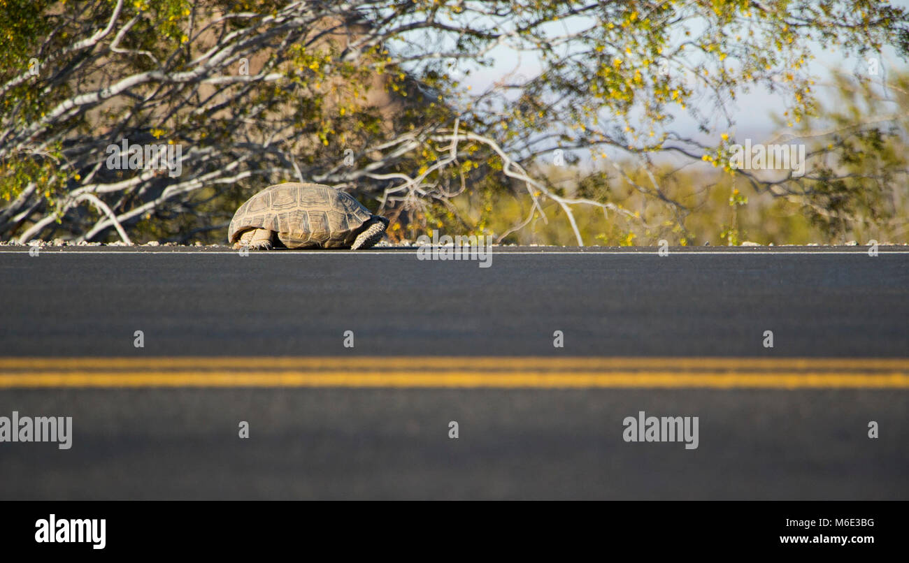 Desert tortoise (Gopherus agassizii); crossing roadway Stock Photo - Alamy