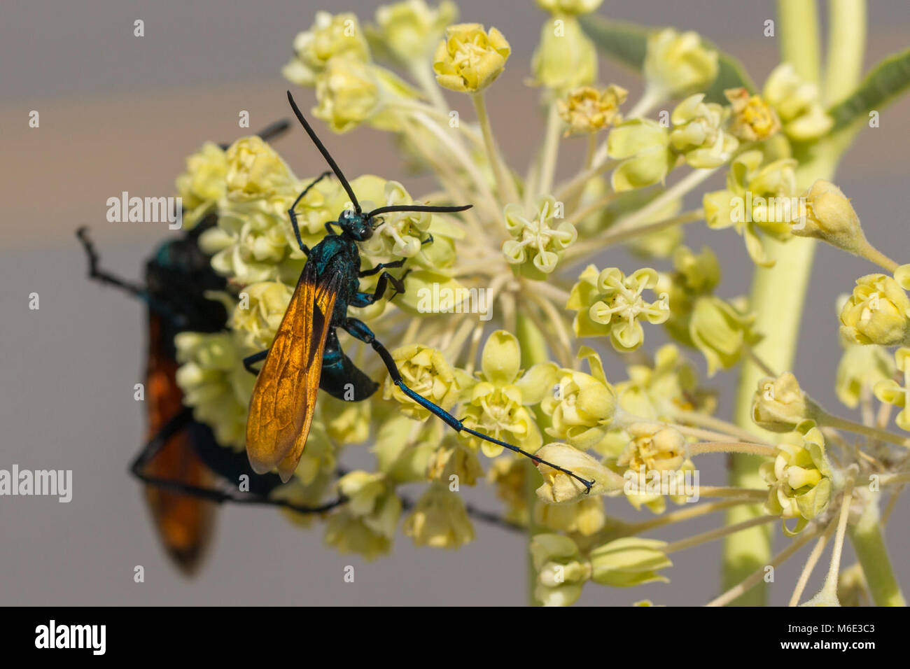 Tarantula hawk (Pepsis sp Stock Photo - Alamy