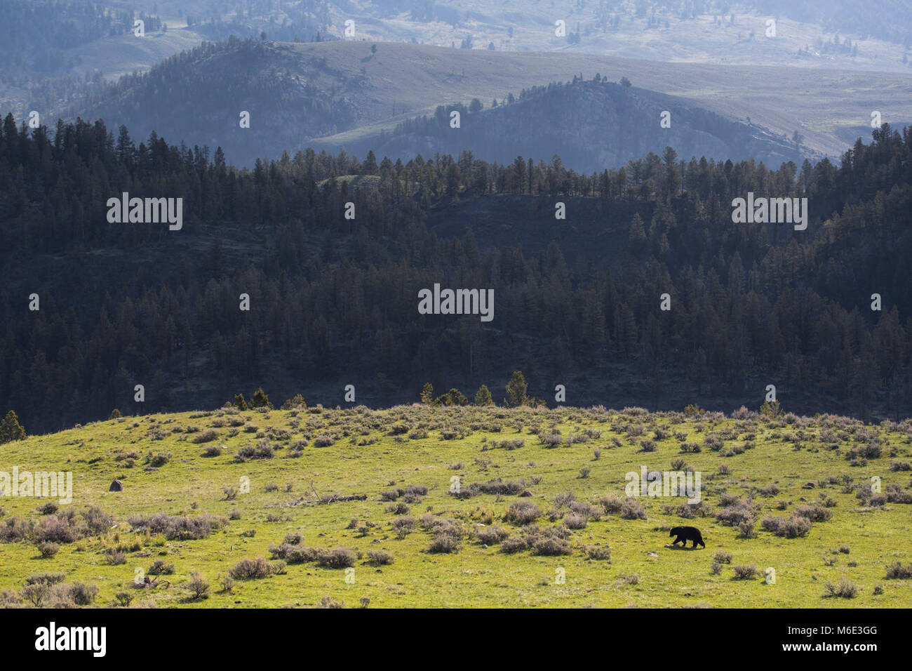 Black bear, Lamar Valley Stock Photo - Alamy