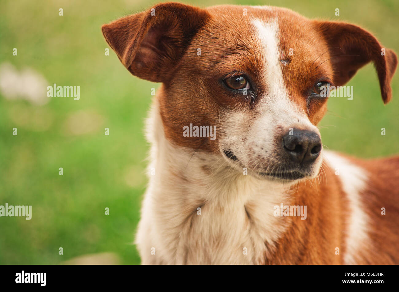 Pained look hi-res stock photography and images - Alamy