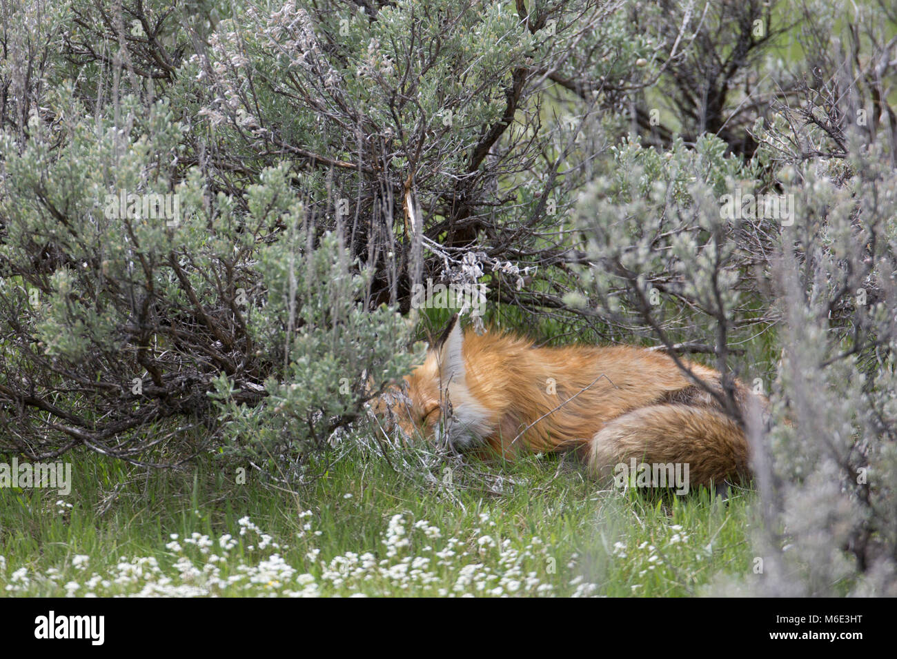 American fox sleeping hi-res stock photography and images - Alamy