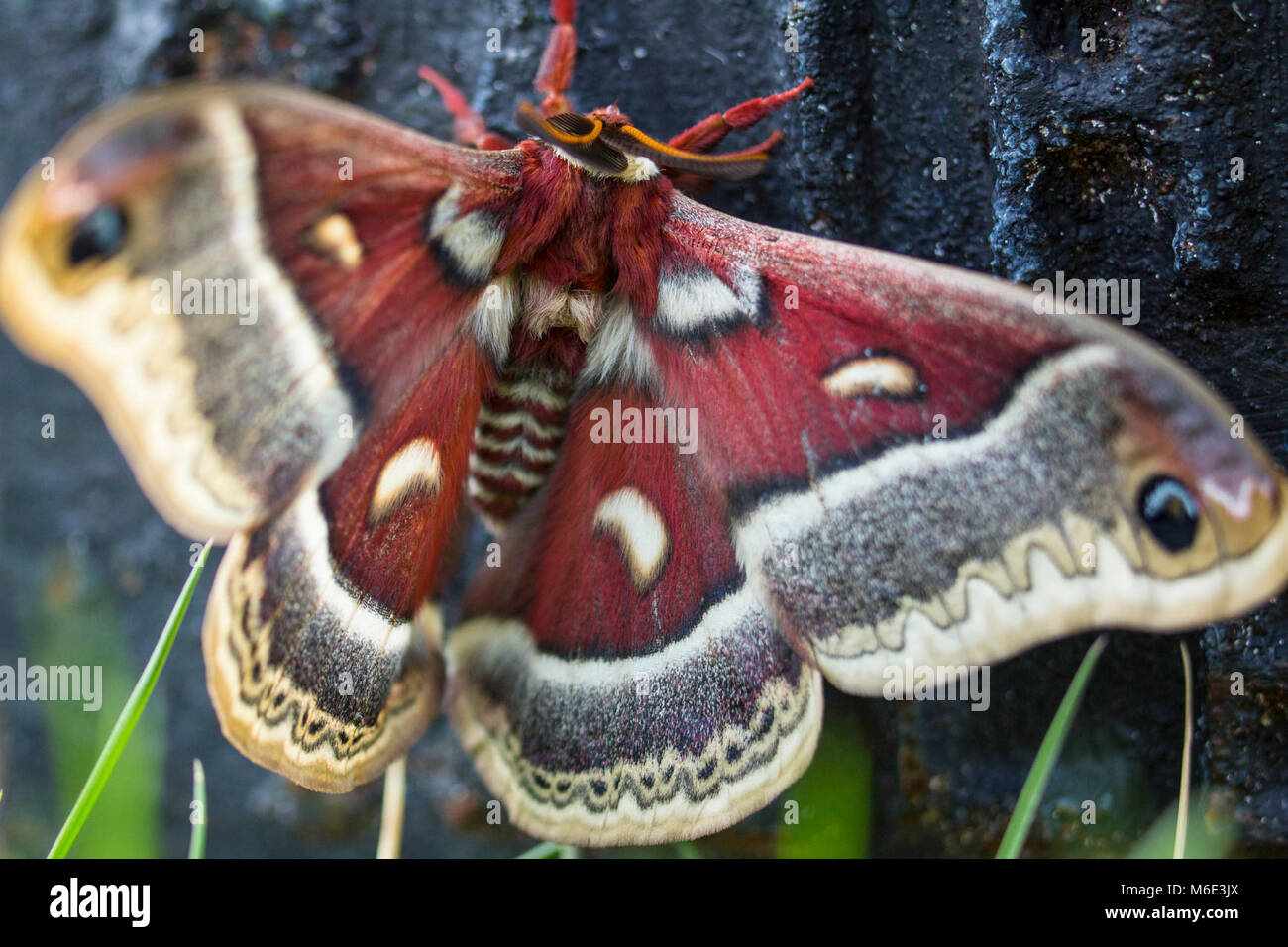 Cecropia moth, Mammoth Hot Springs Stock Photo - Alamy