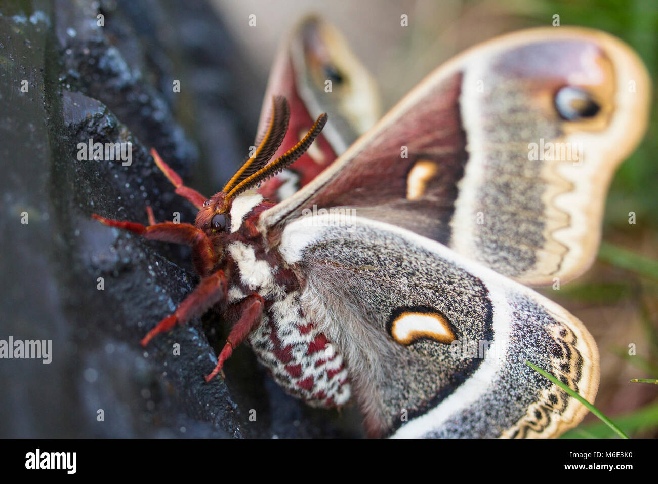 Cecropia moth, Mammoth Hot Springs Stock Photo - Alamy