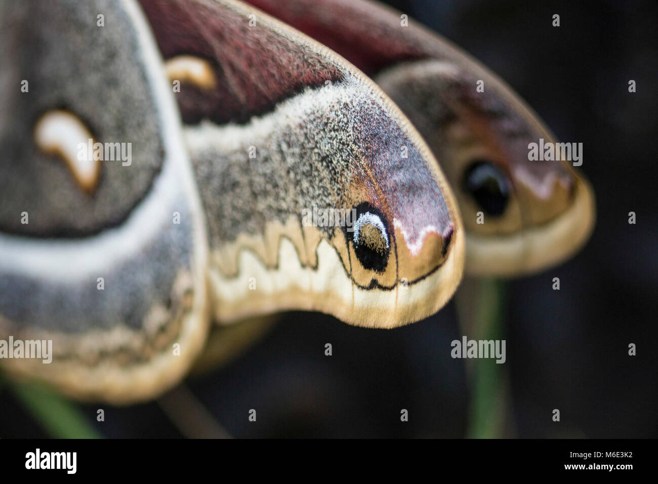 The wings of a cecropia moth, Mammoth Hot Springs Stock Photo - Alamy