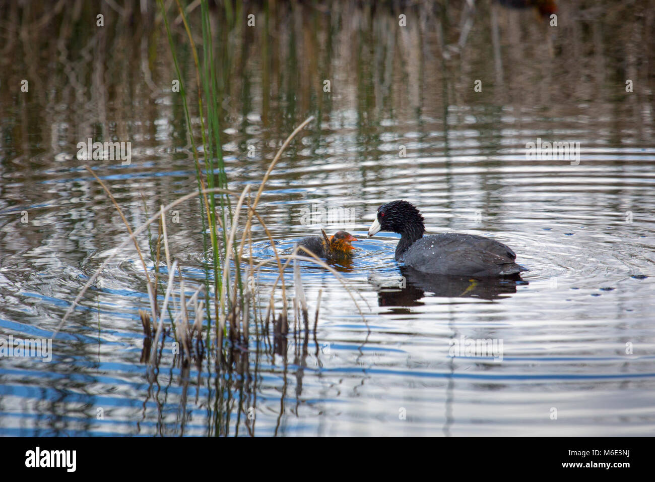 American Coot & chick, Blacktail Pond Stock Photo - Alamy