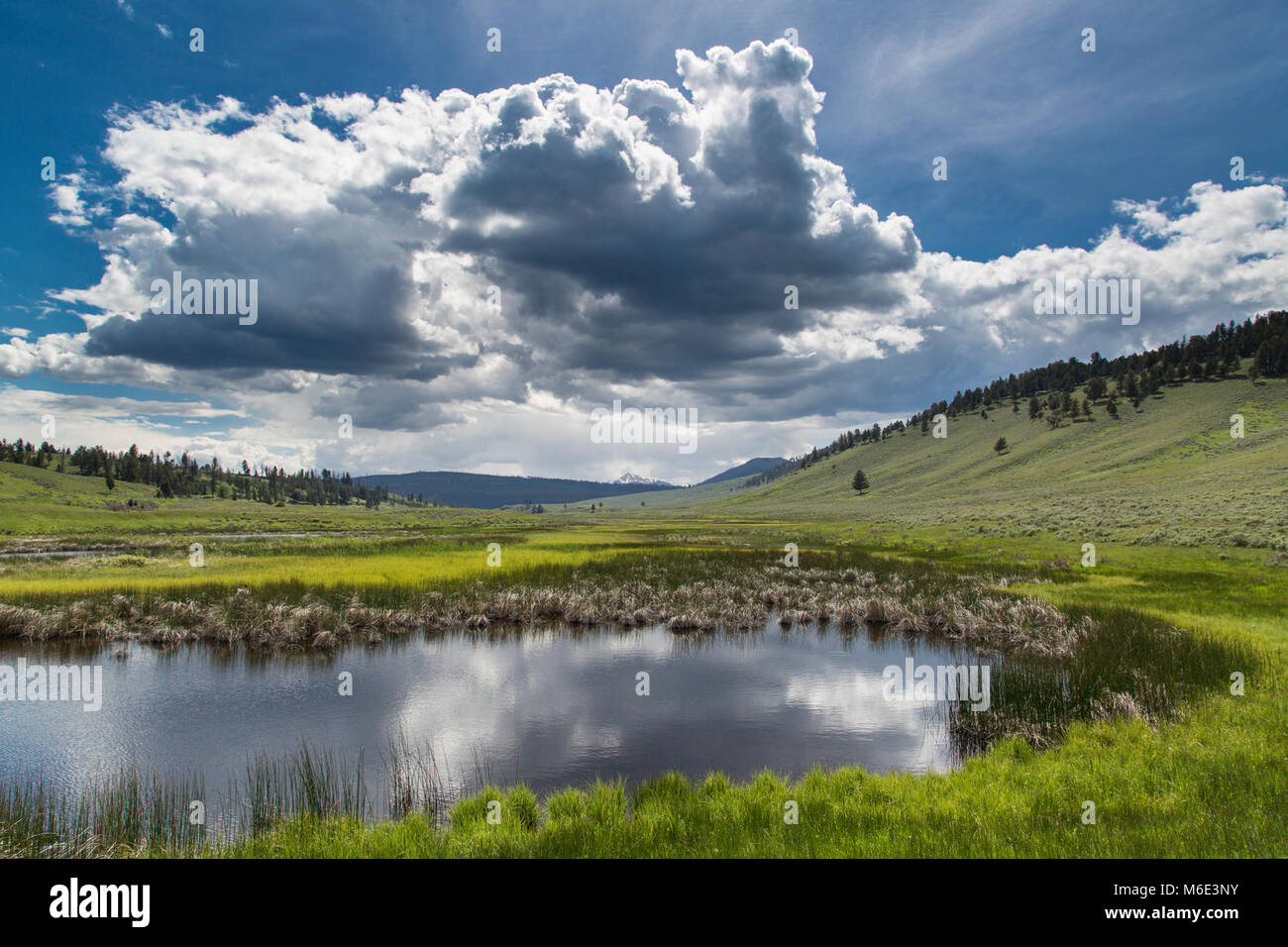 Blacktail ponds hi-res stock photography and images - Alamy