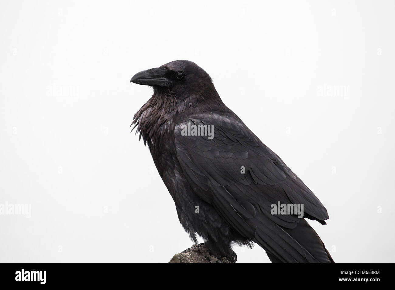 Common Raven, Steamboat Point Stock Photo - Alamy