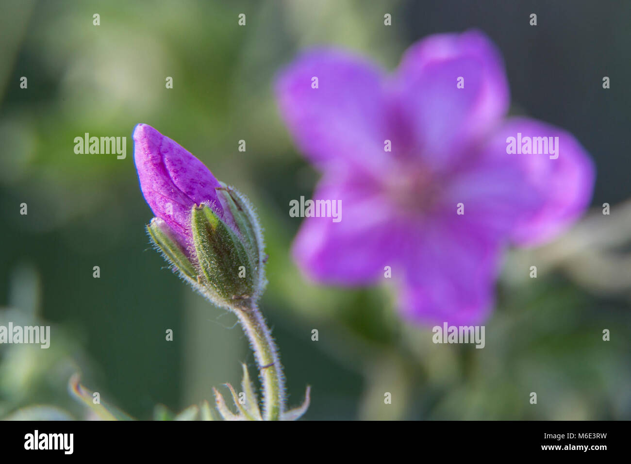 Sticky geranium (Geranium viscosissimum Stock Photo - Alamy
