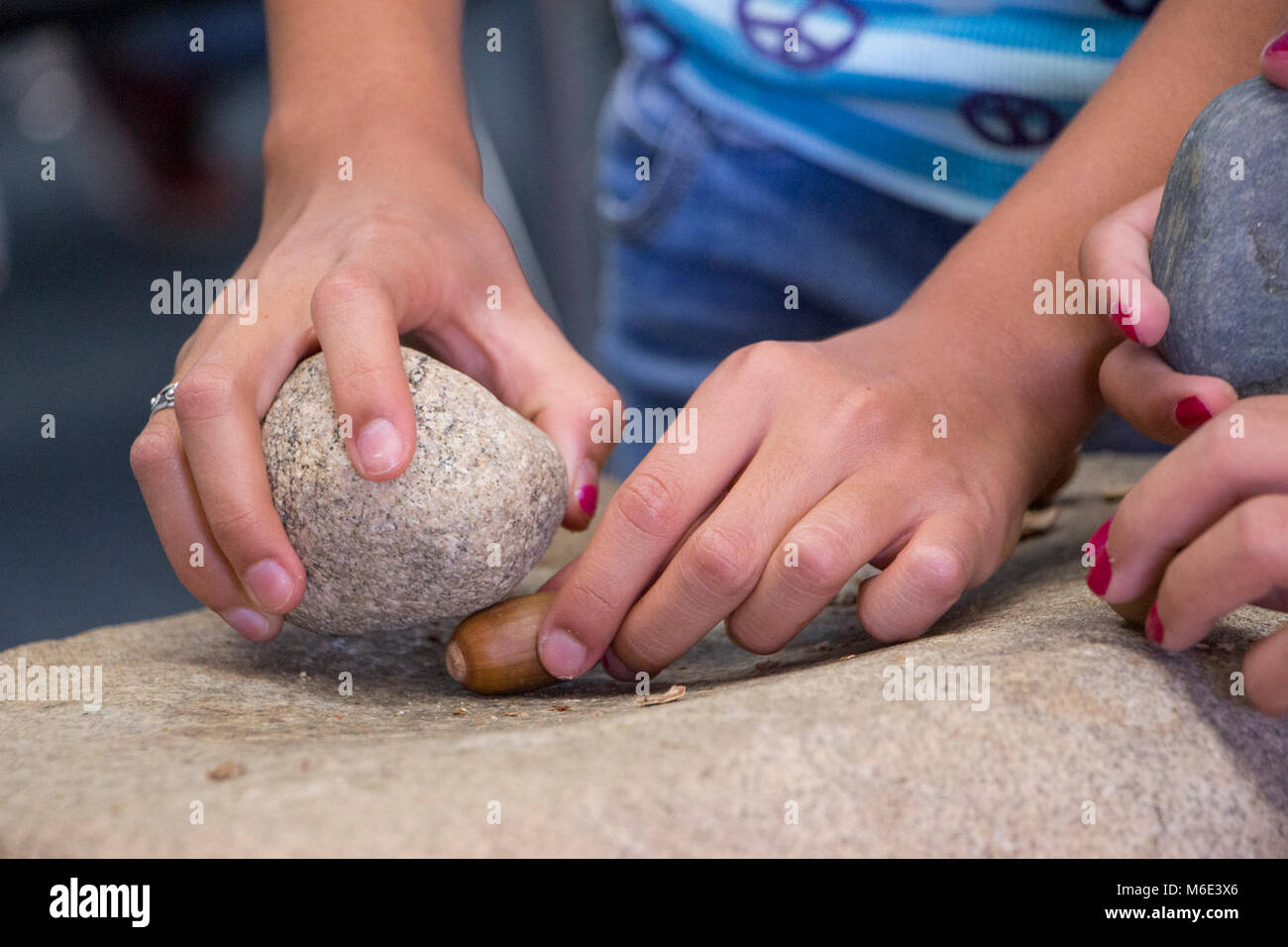 GATE (Gifted and Talented Education) students grind acorns Stock Photo ...