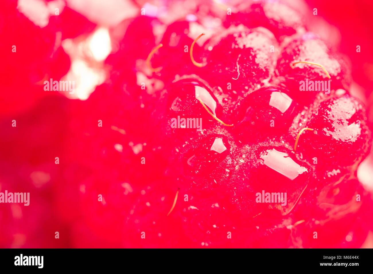 Ripe red raspberries close up. vivid colors Stock Photo - Alamy