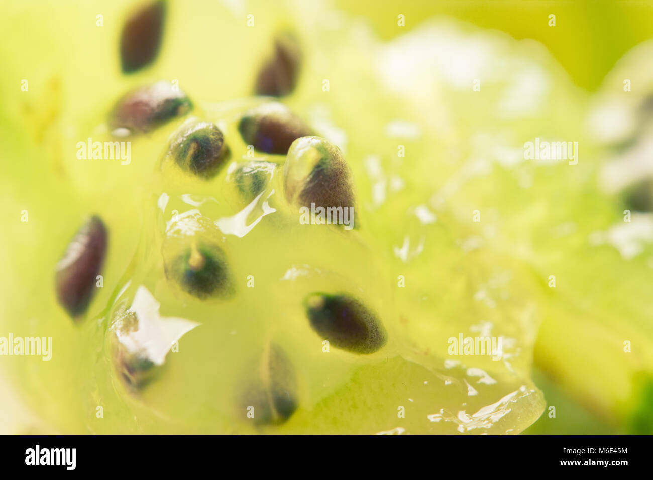fresh green gooseberry close up. gooseberry macro Stock Photo - Alamy