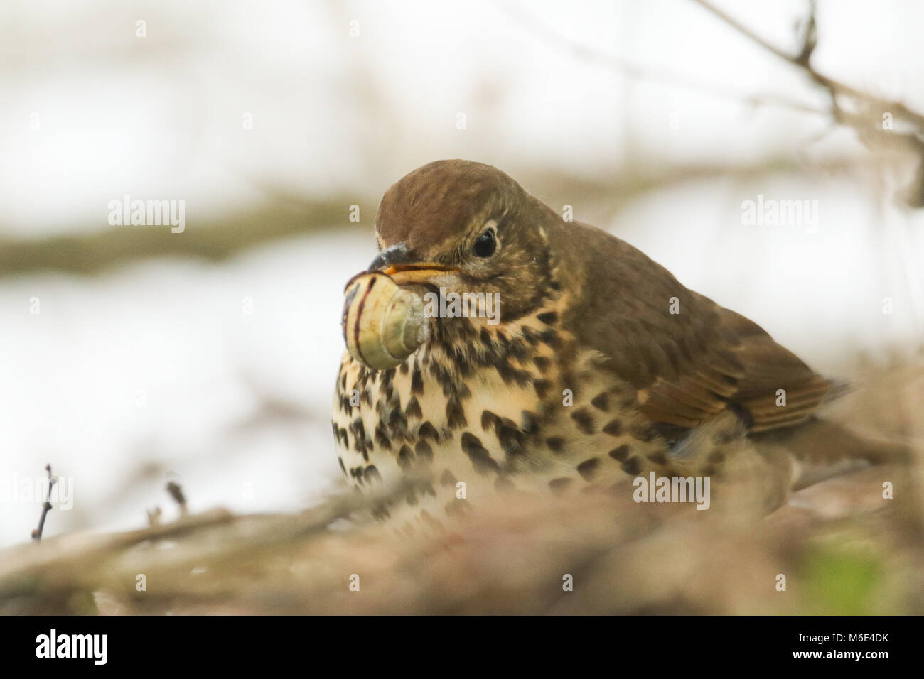 A Song Thrush (Turdus philomelos) with a snail in its beak. It has been ...
