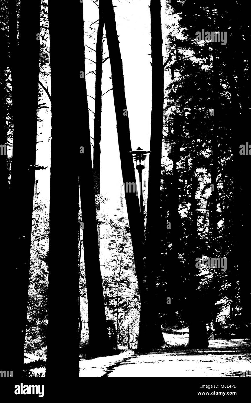 Forest way in black and white Stock Photo - Alamy