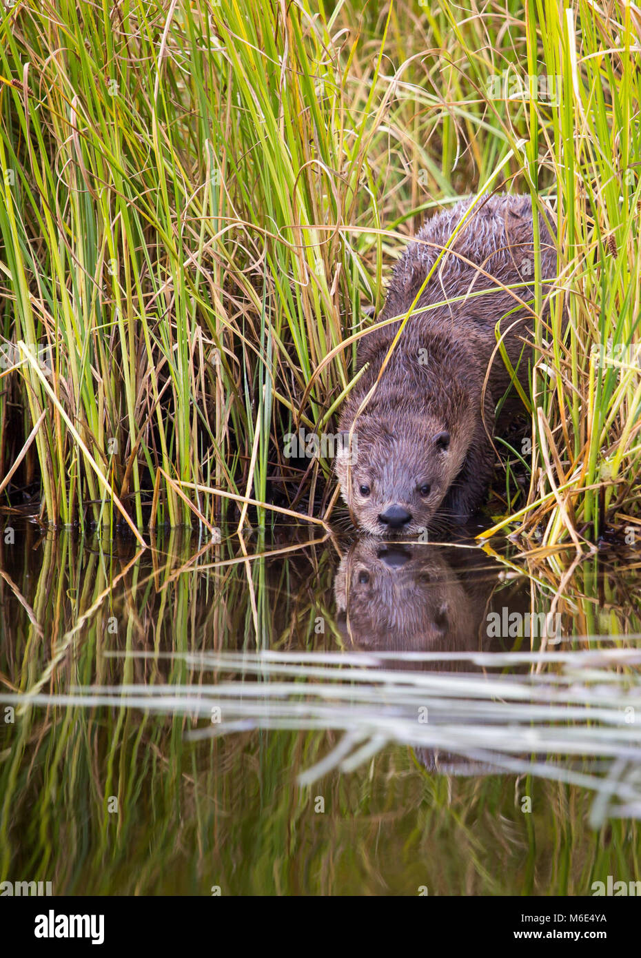River otter, Swan Lake area Stock Photo - Alamy