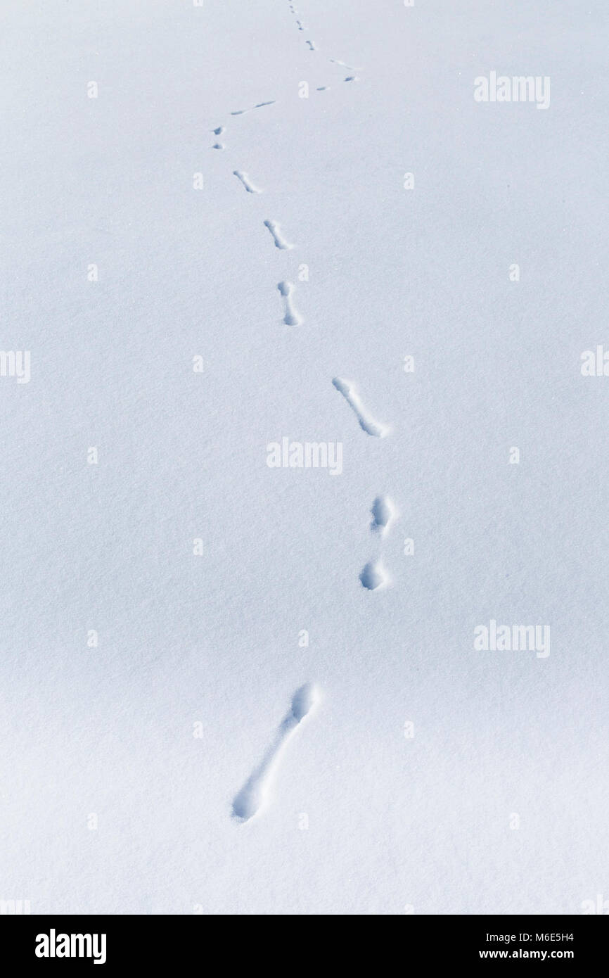 Weasel tracks on Slough Creek Stock Photo - Alamy