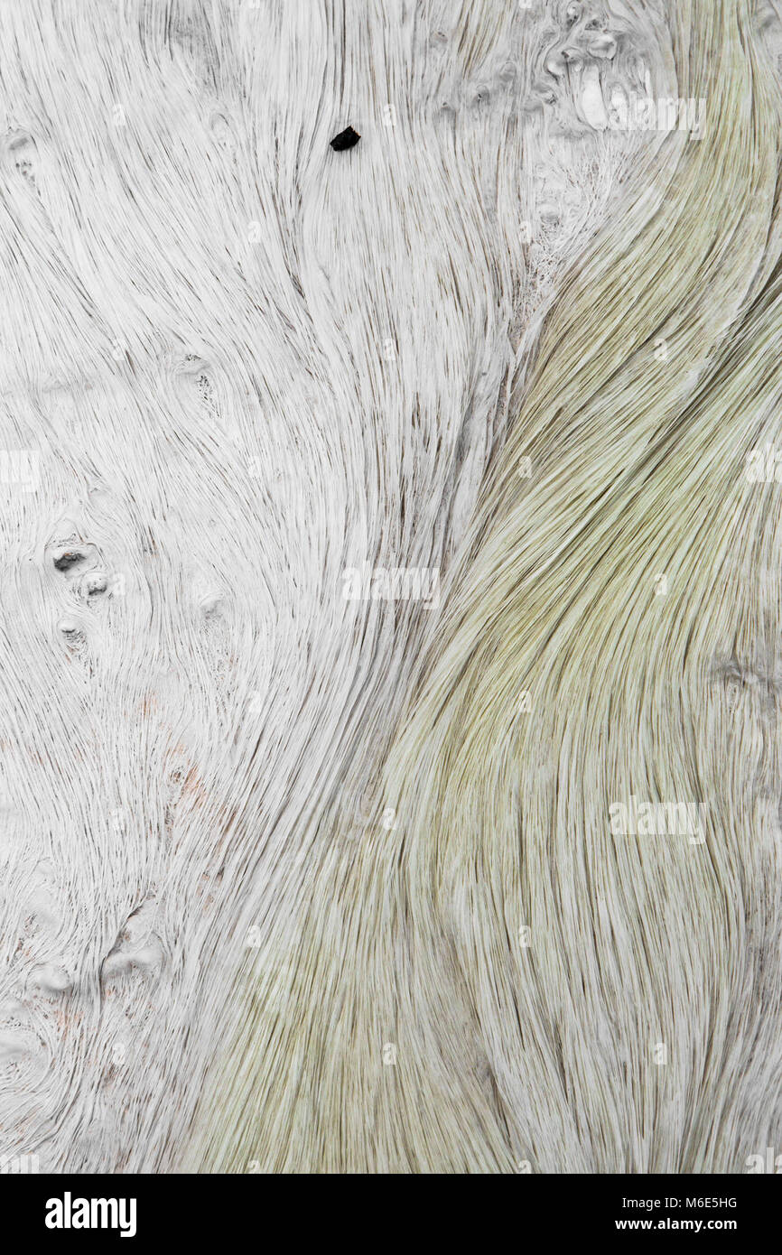 Filamentous bacteria hi-res stock photography and images - Alamy