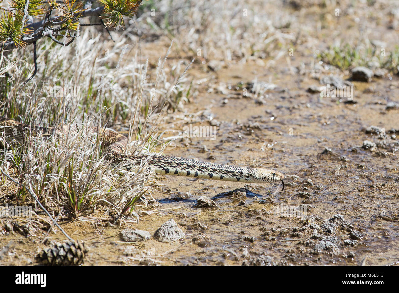 Gopher snake, Mammoth Hot Springs Stock Photo - Alamy