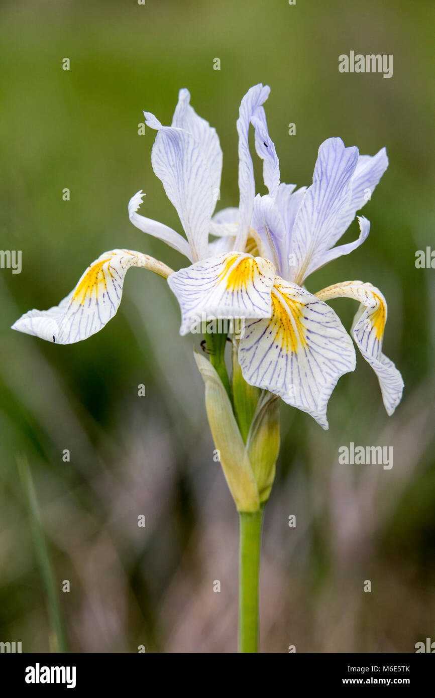 Wild iris (Iris missouriensis Stock Photo - Alamy