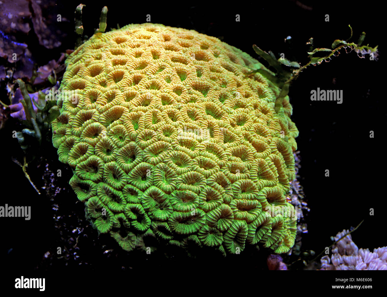 Stony Coral High Resolution Stock Photography and Images - Alamy
