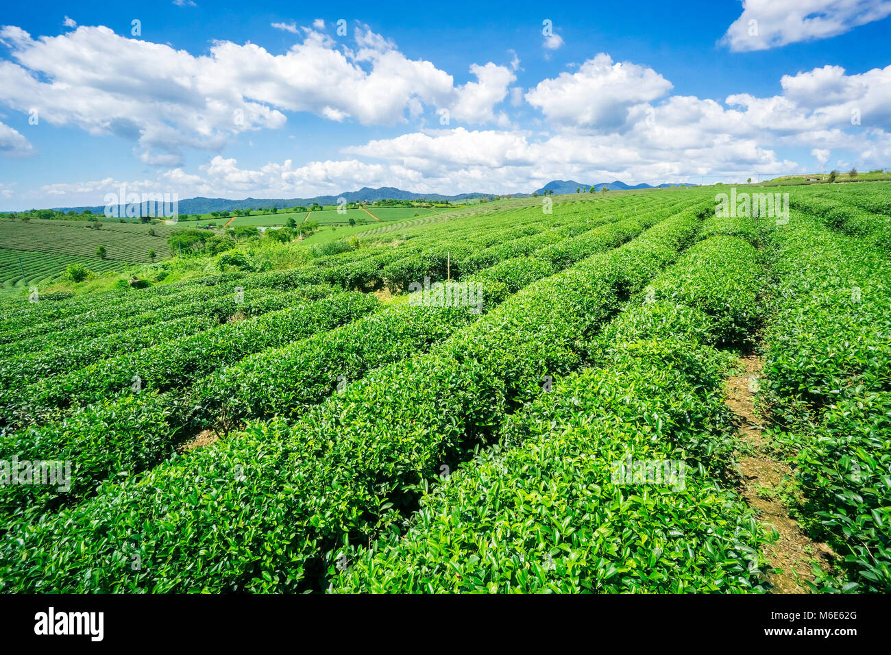 Bao Loc tea hill, green landscape background, green leaf. Bao Loc, Lam ...