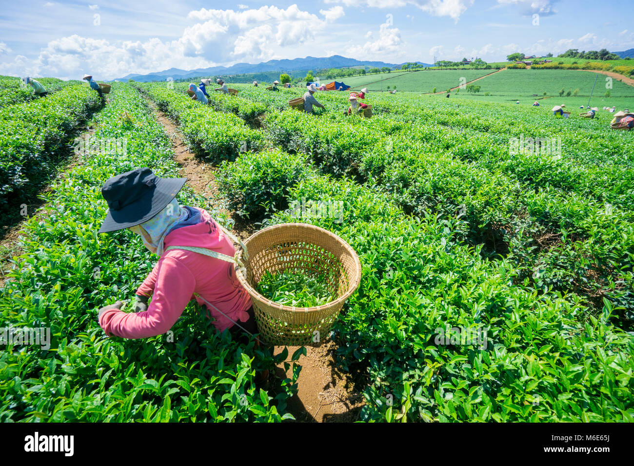 Farmer harvesting tea on Bao Loc tea hill, green landscape background, green leaf. Bao Loc, Lam ...