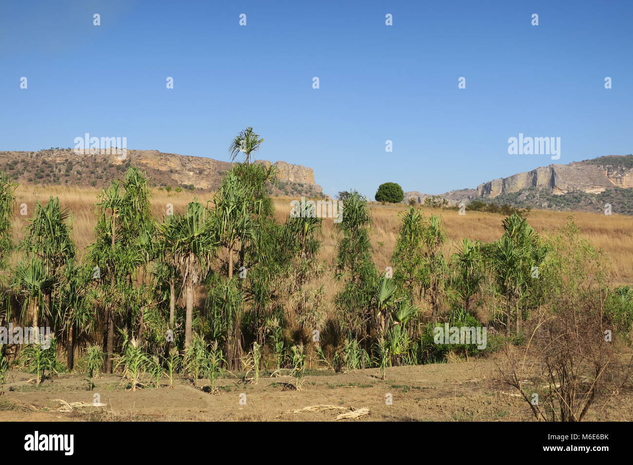 Colorful nature of Madagascar island Stock Photo - Alamy
