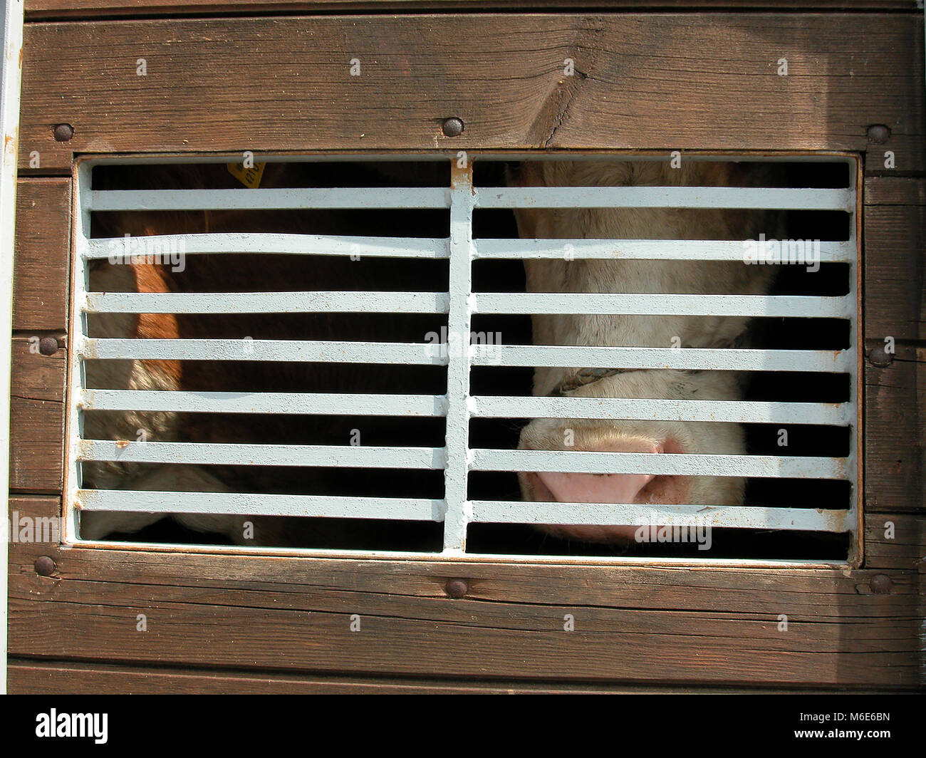 Animal transport hi-res stock photography and images - Alamy