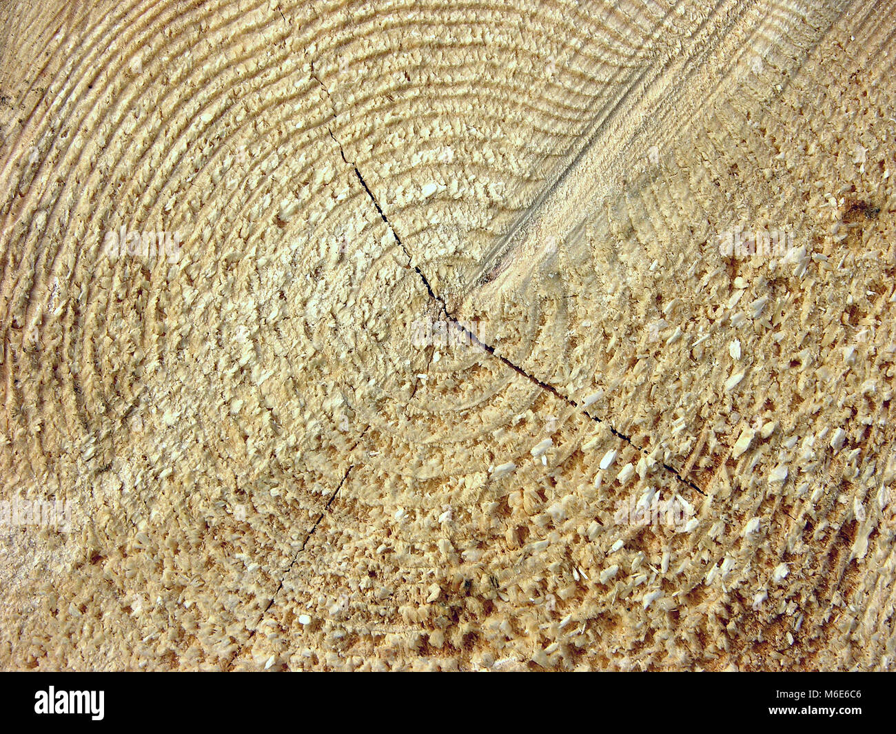 Annual rings 3 Stock Photo - Alamy