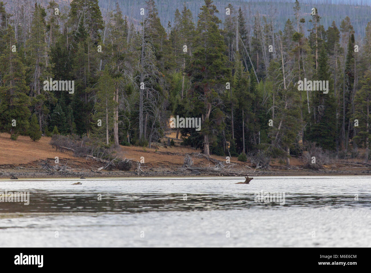 Yellowstone wolves elk hi-res stock photography and images - Alamy