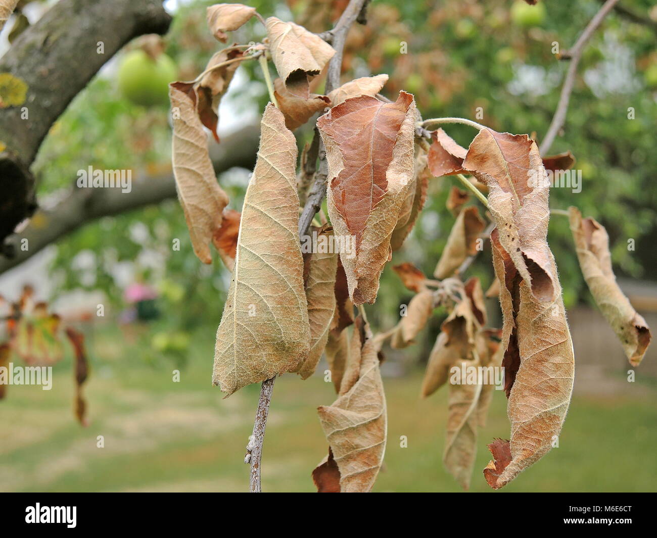 Apple drought 2 Stock Photo - Alamy