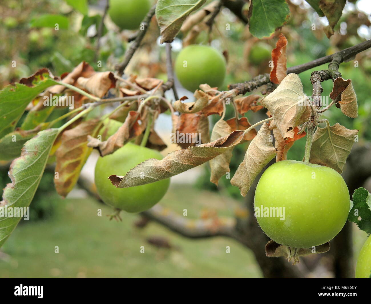 Apple drought 3 Stock Photo - Alamy