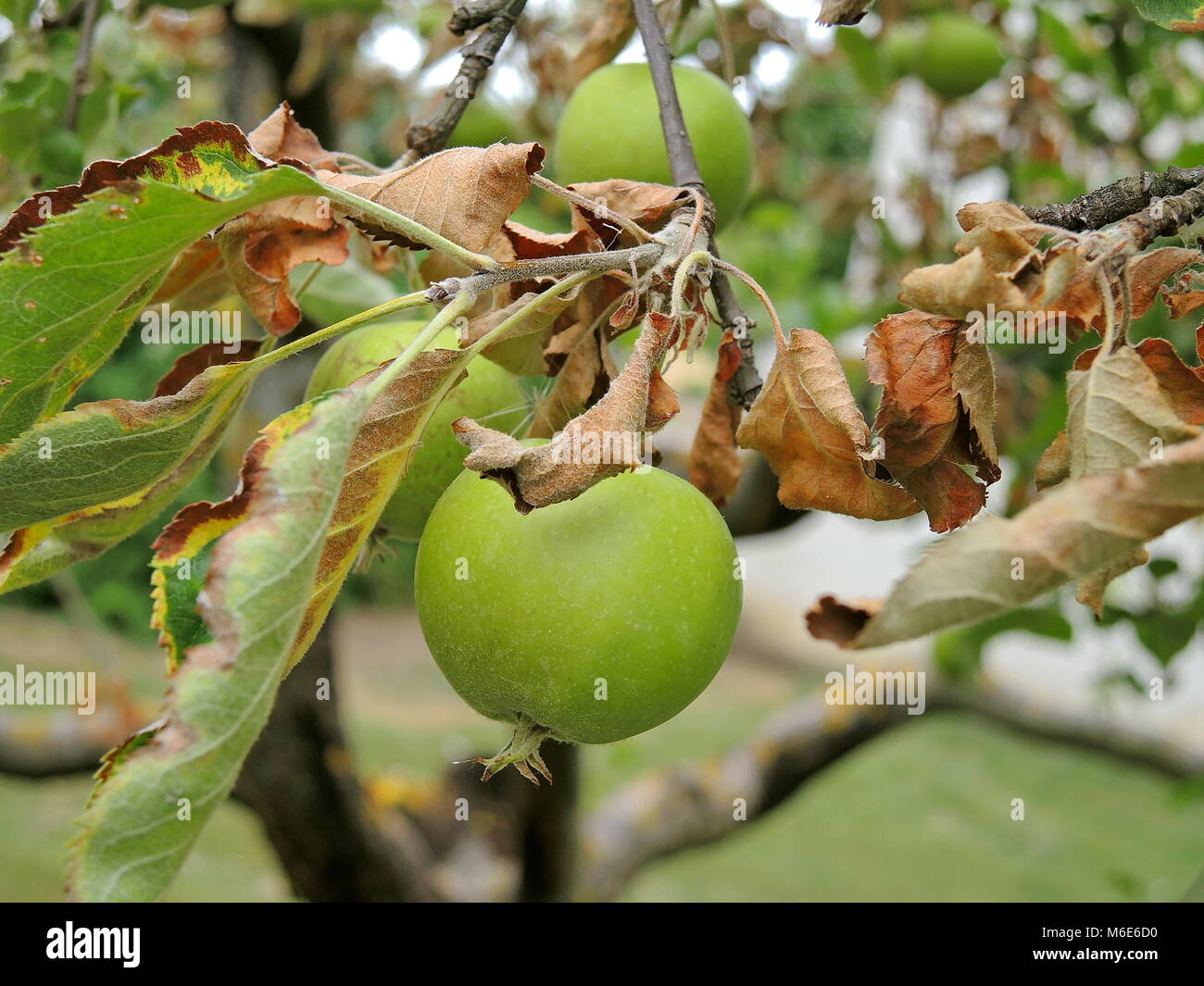 Apple drought 4 Stock Photo - Alamy