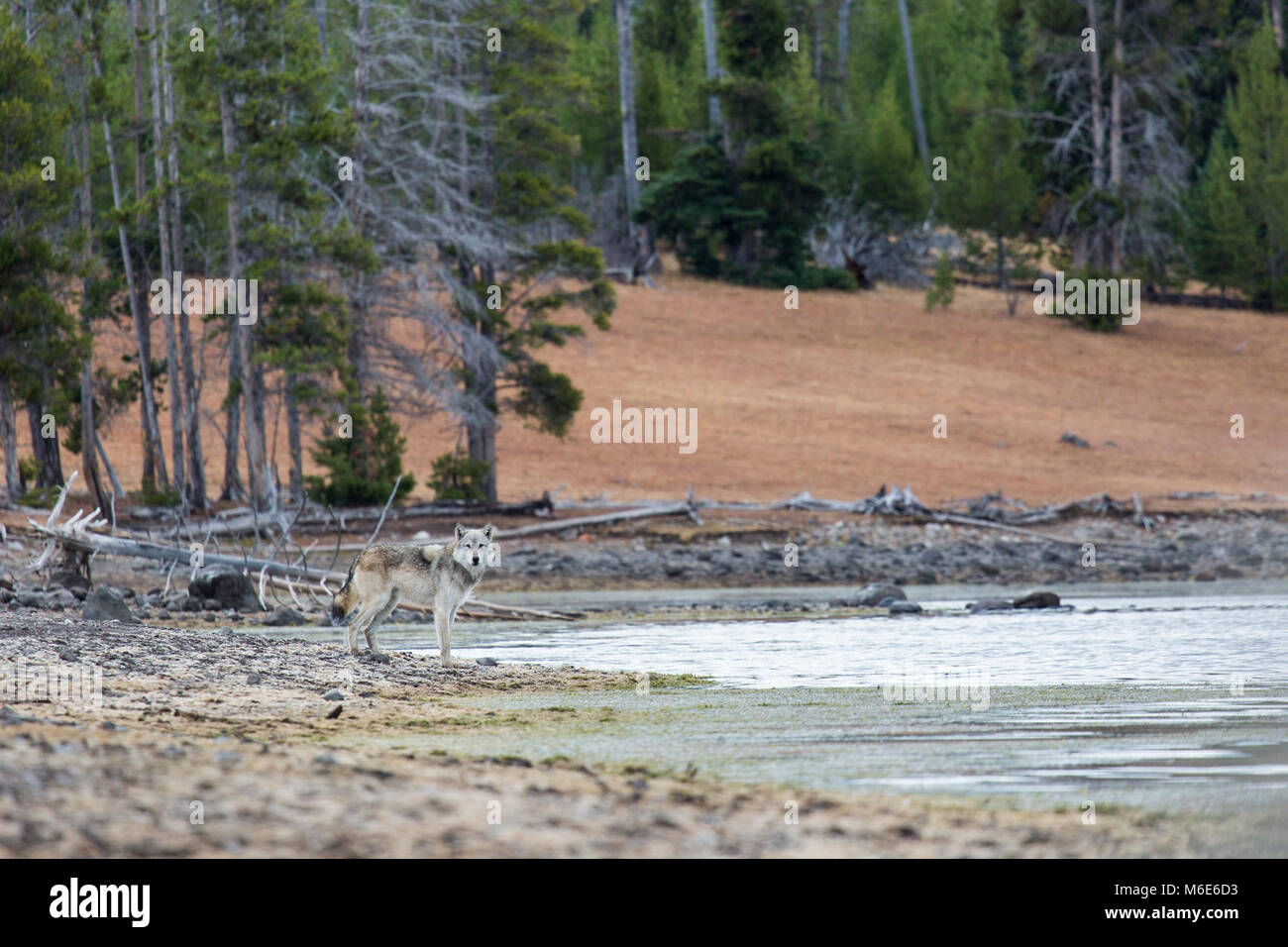 Wolf on the shore of Yellowstone Lake Stock Photo - Alamy