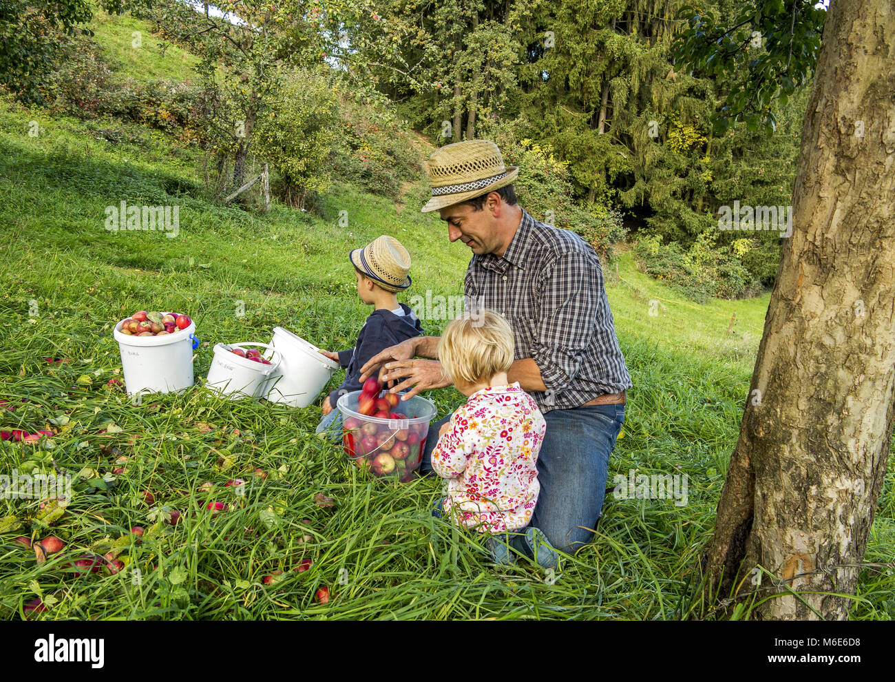 Apple picking 29 Stock Photo - Alamy