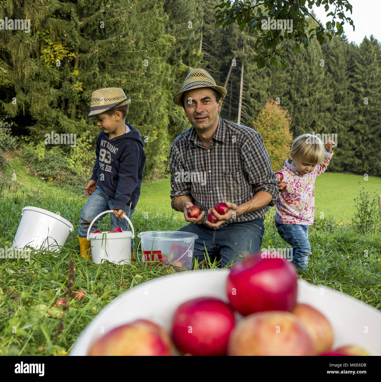 Apple picking 31 Stock Photo - Alamy