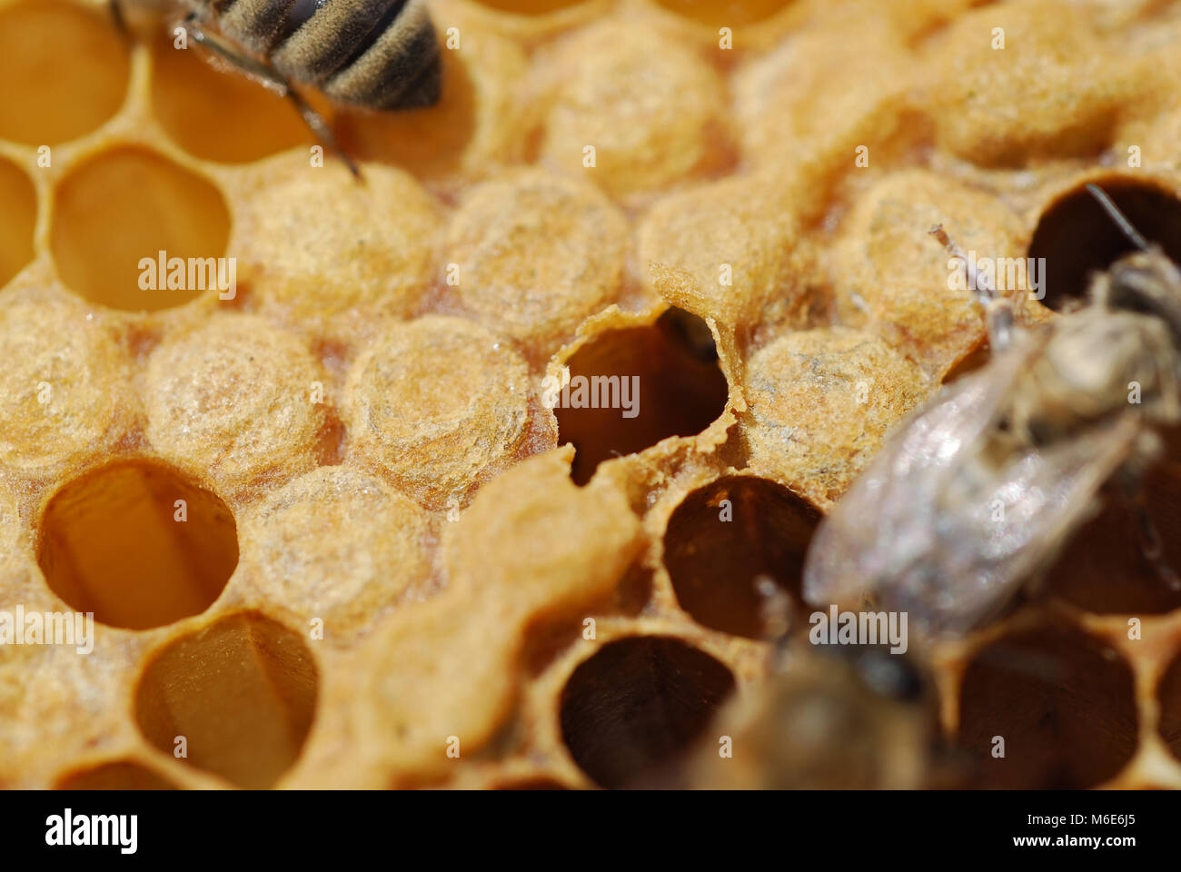 Bee hatch out hi-res stock photography and images - Alamy