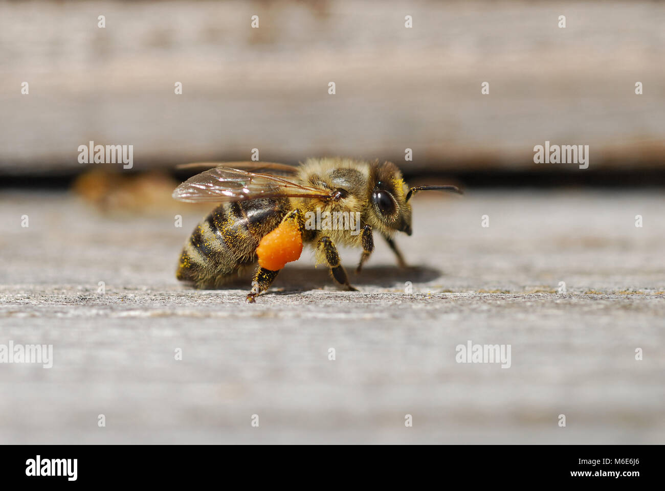Bee hive entrance Stock Photo - Alamy