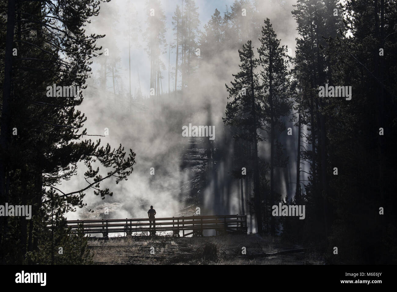 Trees & Steam at Frying Pan Spring Stock Photo - Alamy