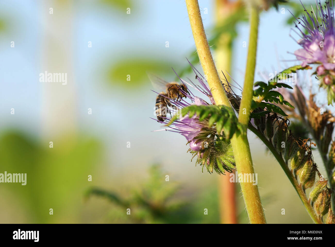 Bee phacelia 1 Stock Photo - Alamy