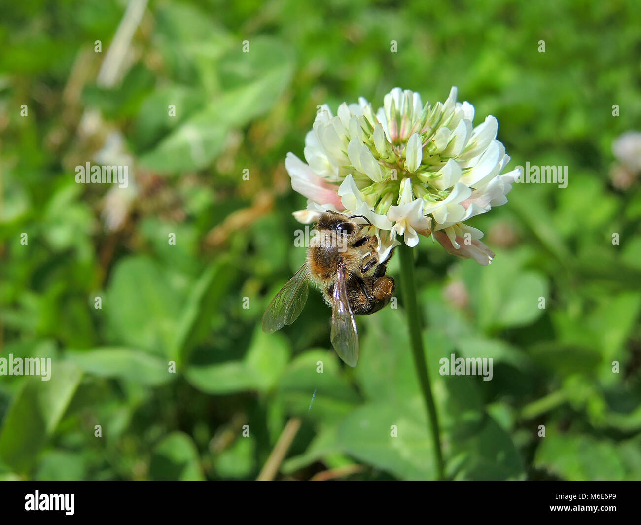 Bee white clover 2 Stock Photo - Alamy
