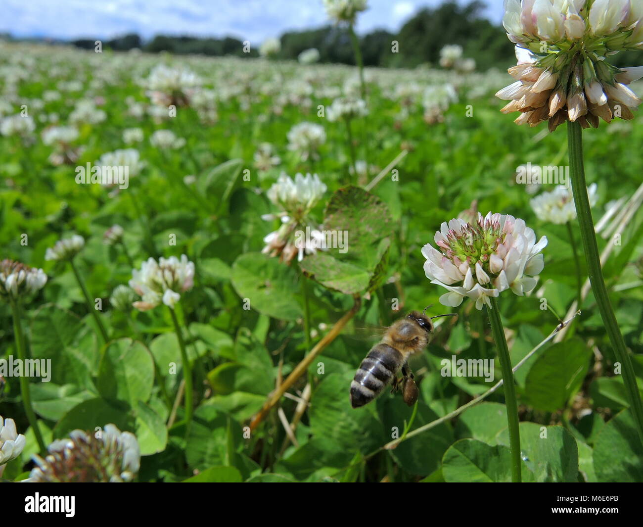 Bee white clover 3 Stock Photo - Alamy