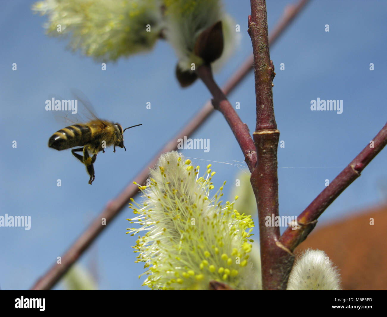 Bee willowbee willow hi-res stock photography and images - Alamy