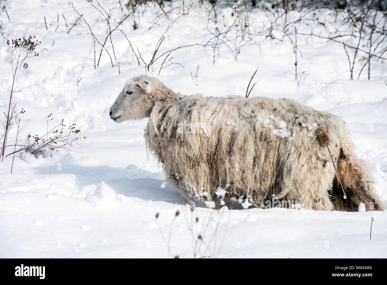 Sheep in snow getting in deep Stock Photo - Alamy