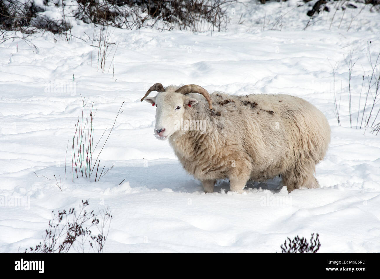 Knee Deep In Snow High Resolution Stock Photography and Images - Alamy