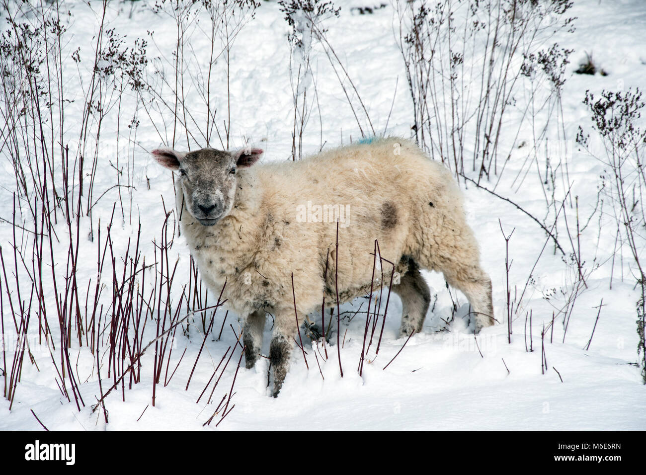 Sheep in snow looking cute Stock Photo - Alamy