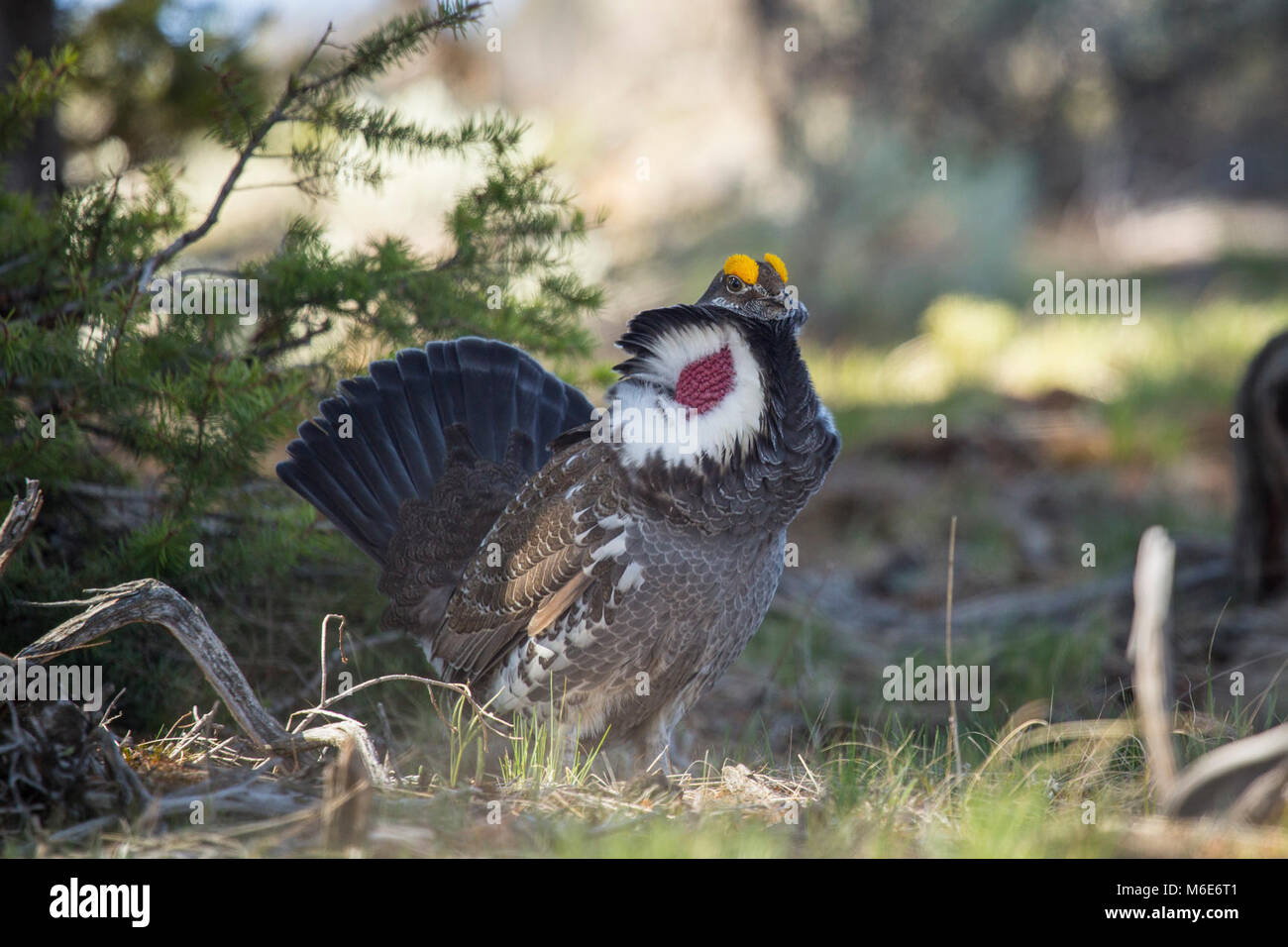 Male dusky grouse in display, Beaver Ponds Trail Stock Photo - Alamy