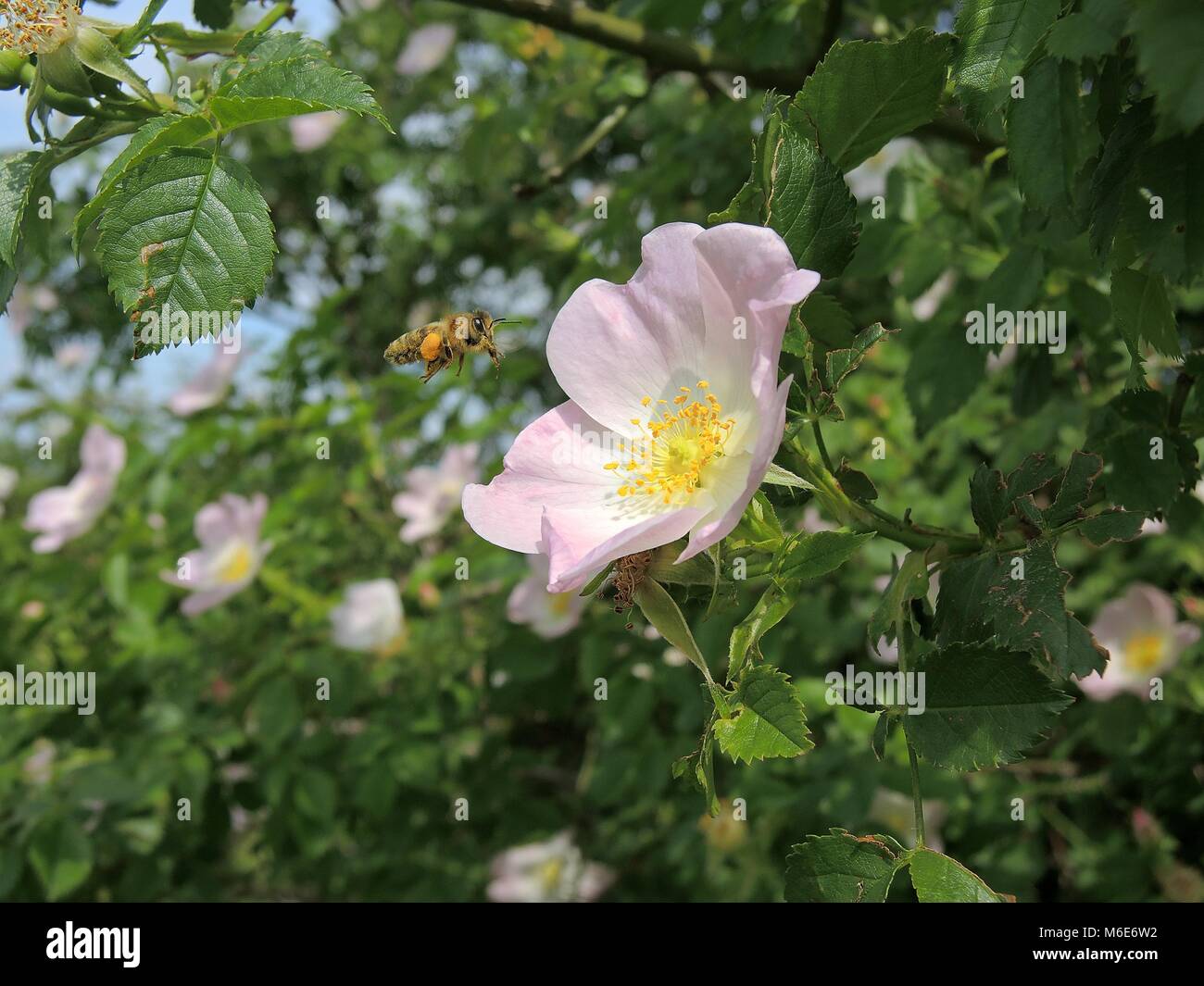 Bees in spring 3 Stock Photo - Alamy